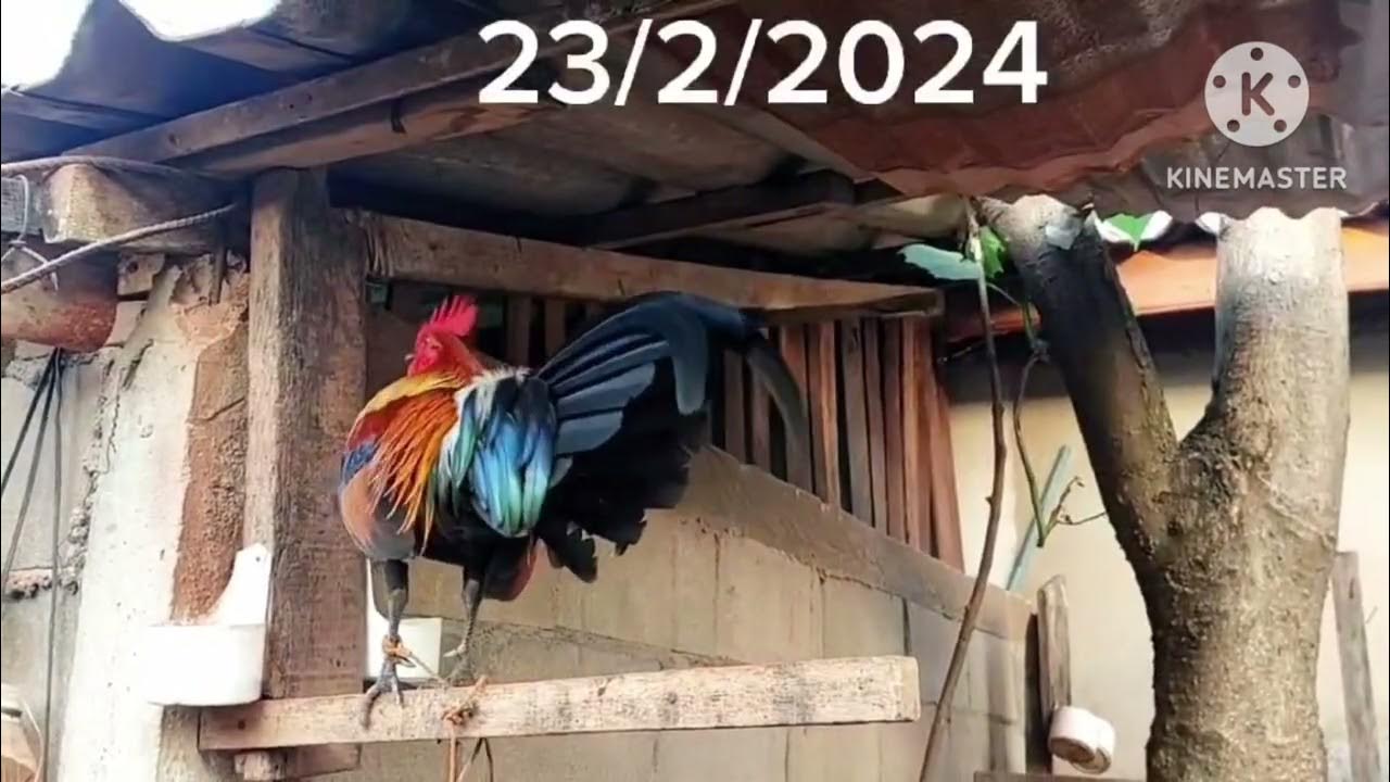 qaib dib qua zoo cuab tuaj zoo kuv tau pom lo - YouTube