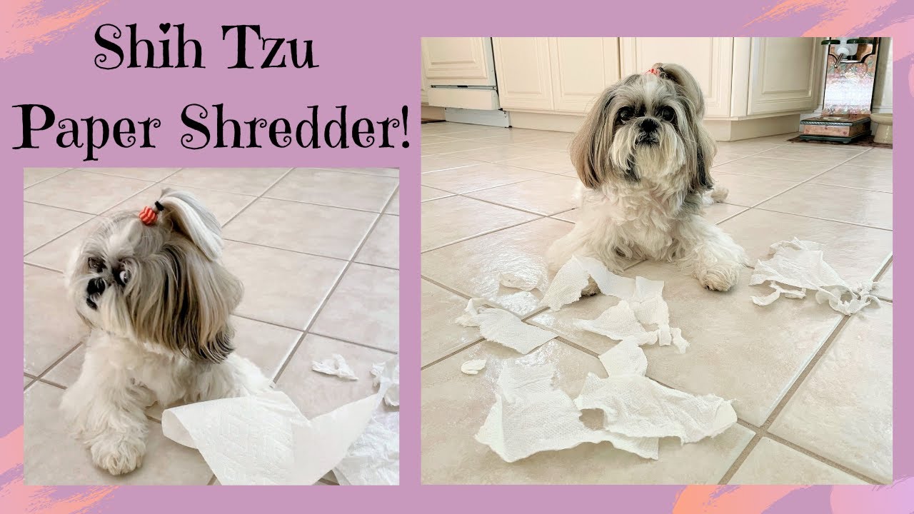 Shih Tzu dog will shred your paper for free! 🤣 | Puppy Lacey goes crazy ...