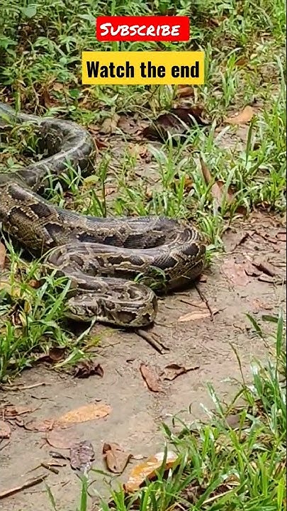 Angry Python #python #wild #rescued #shorts #shortsindia #viralvideo # ...