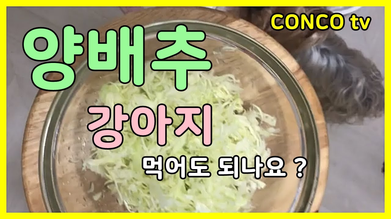 강아지 양배추 먹어도 되나요 Youtube