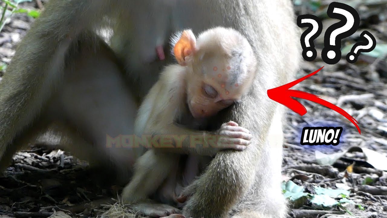 Baby Monkey Luno's Adorable Milk Request From Mommy Monkey Luna - YouTube