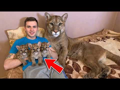 Ich dachte, es wäre ein Kätzchen... und dann passierte DAS! 🤯 (Mein Puma ist erwachsen geworden!)