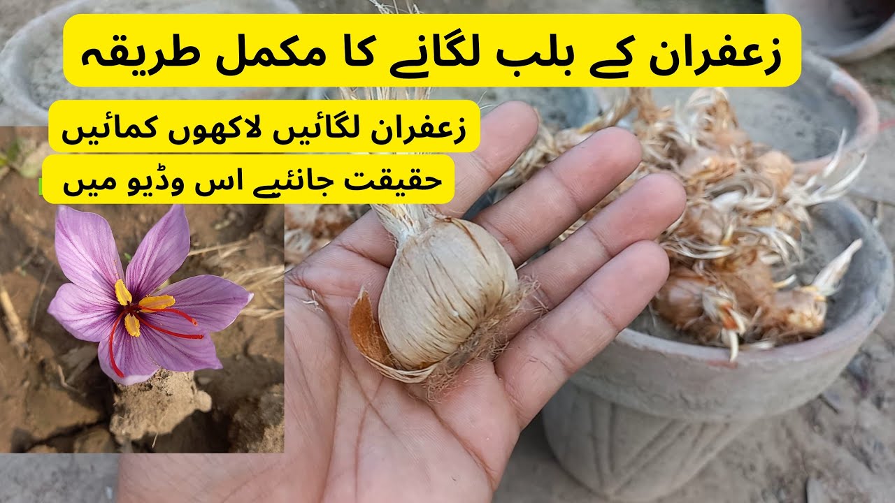 How To Grow Saffaron From Bulbs | Grow Zafran In Pot | Grow In Pot ...