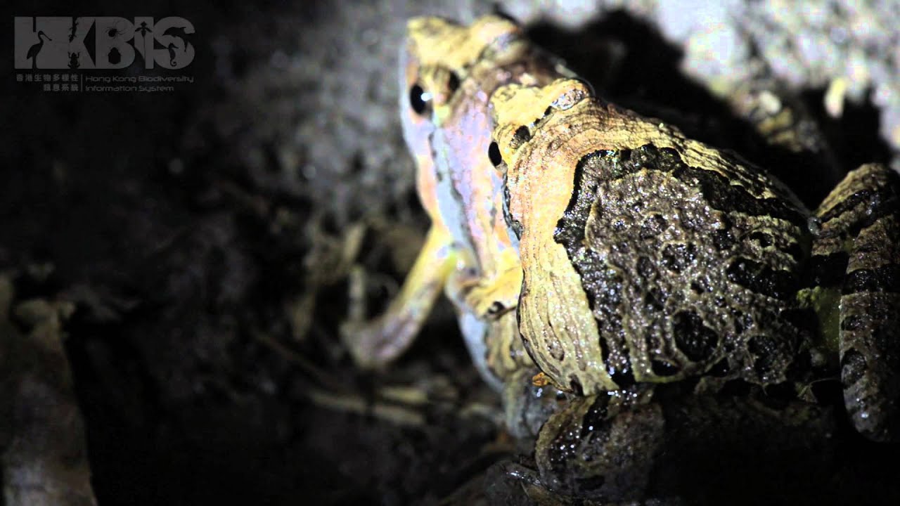 花姬蛙 Marbled Pygmy Frog (Microhyla pulchra) - YouTube