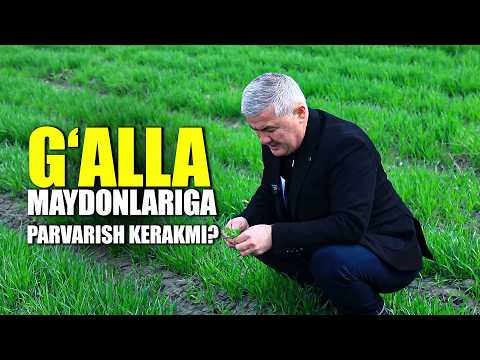 Ғалла майдонларига парвариш керакми?