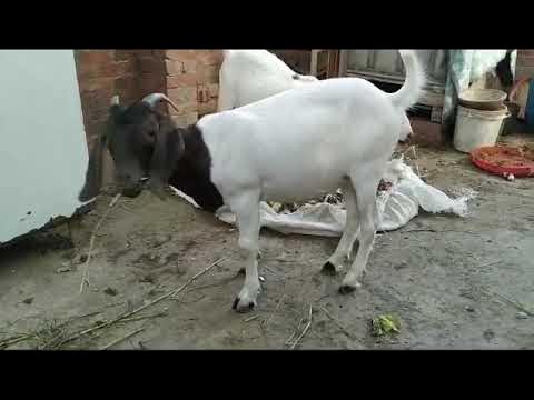 للبيع ماعز بور نتايه جيل4بنتها جيل5ونتايه جيل4عمر8شهور و ذكر د م كامل ...