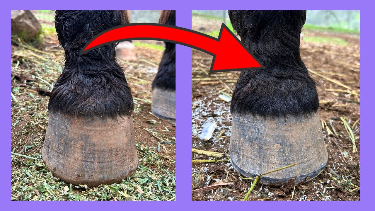 Before & After: A Real Hoof Trim - YouTube