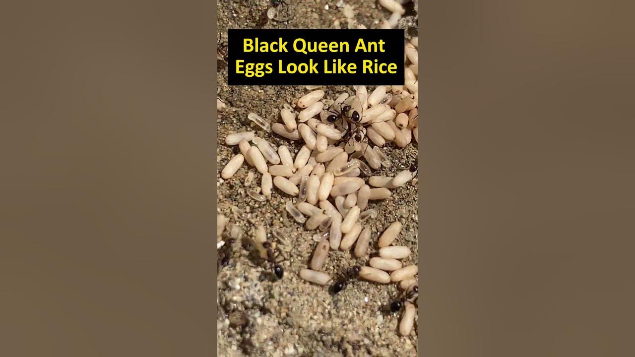 Queen Ant Eggs - YouTube
