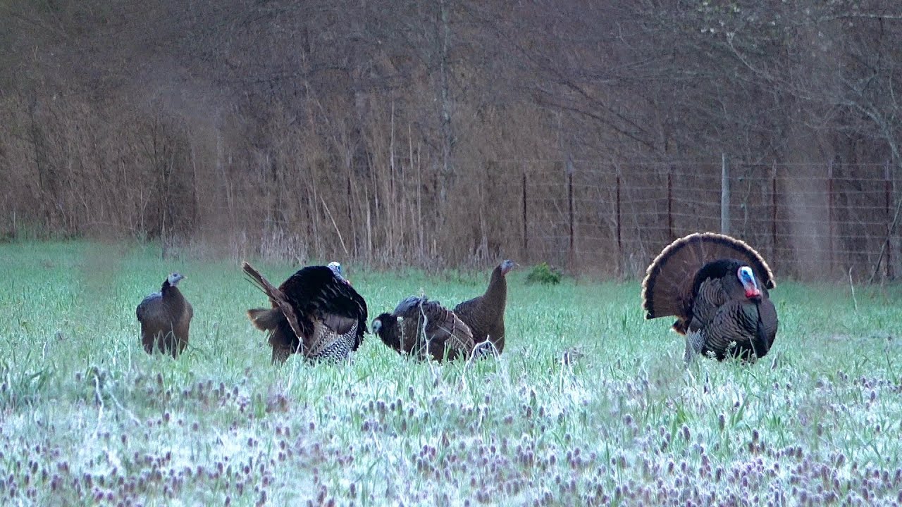 Hot Off the Roost (Watching Turkeys Before Season) - YouTube