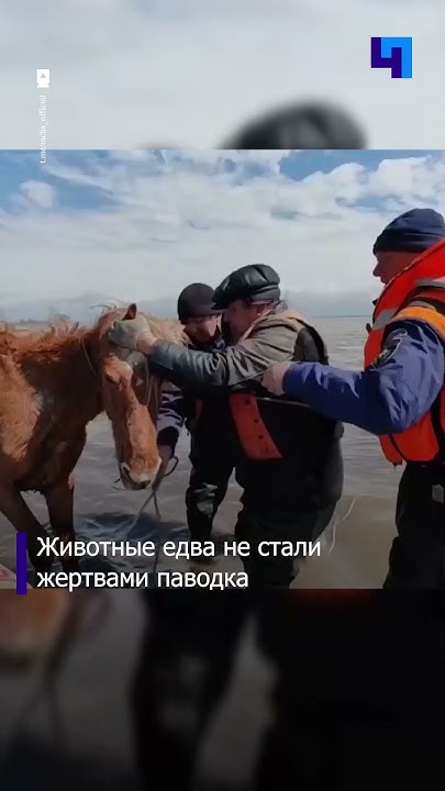 Сотрудники МЧС спасли табун лошадей в Тюменской области Youtube