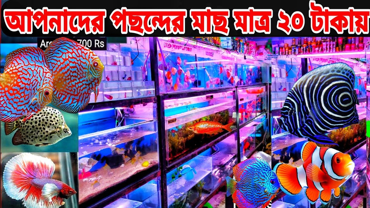 শখের মাছ মাত্র ২০ টাকায়😱aquarium fish price in Bangladesh ️‍🔥fish ...