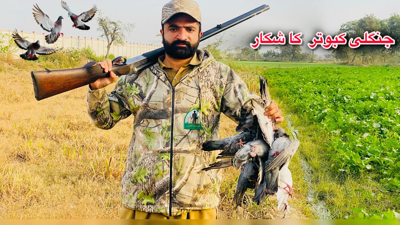 Jangli kabootar ka shikar#pigeonhunting #//https://youtube.com ...