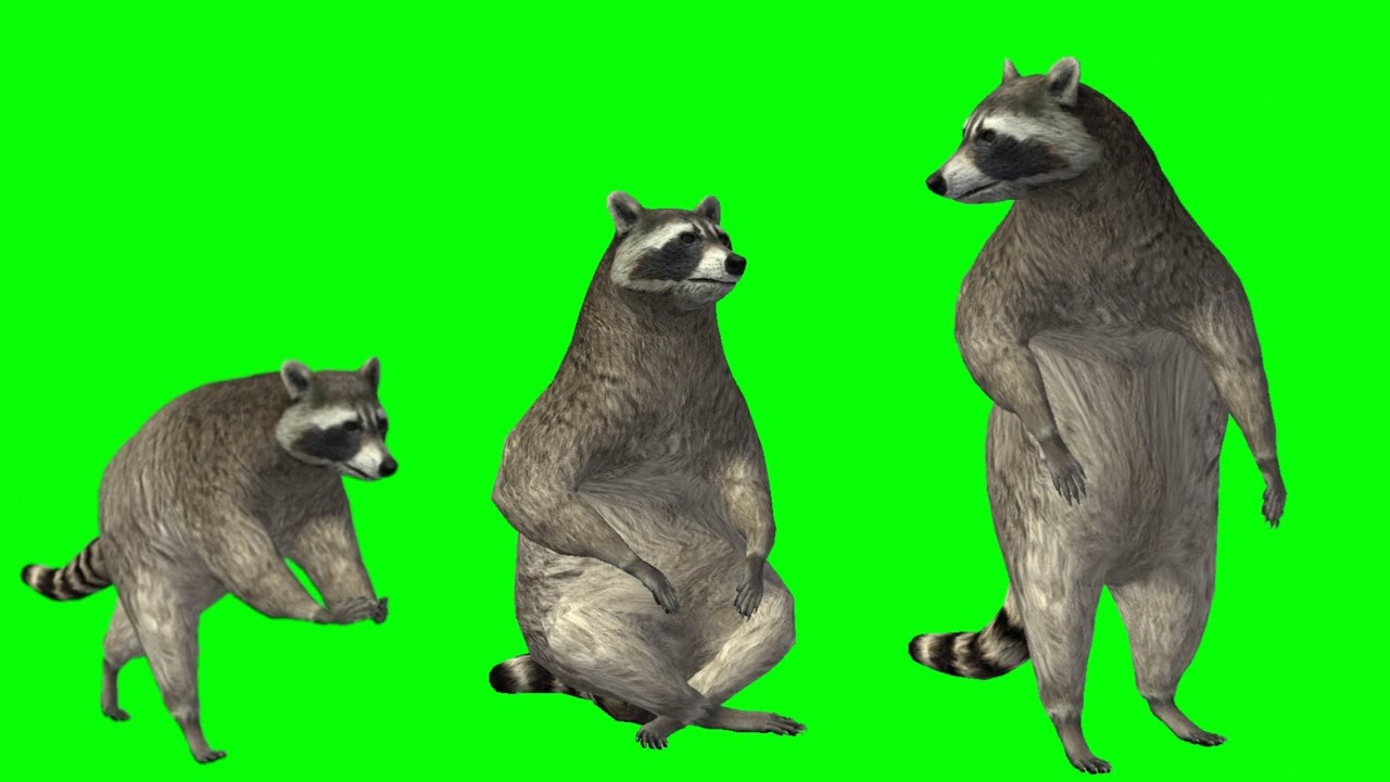 🦝Raccoon green video No copyright claim || green screen raccoon hd ...
