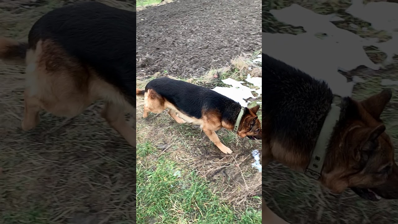 dog slow motion - YouTube