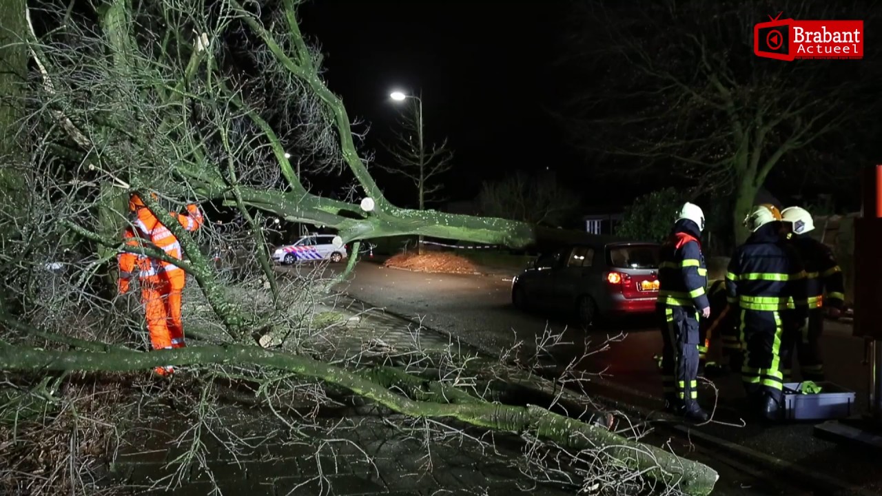 (VIDEO) 23-02-2017 Auto rijdt onder gevallen boom in Oosterhout - YouTube