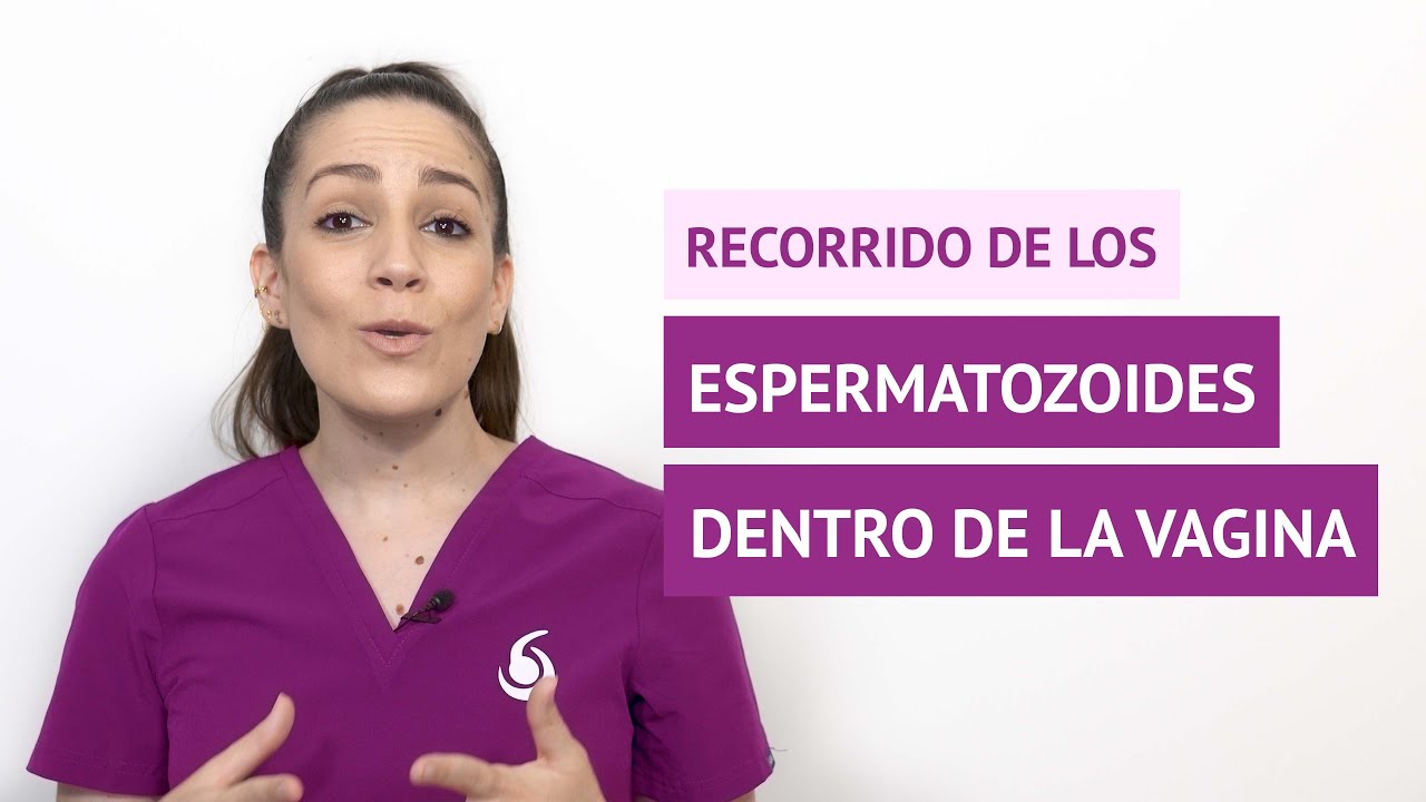 ¿Cómo es el recorrido de los espermatozoides dentro del aparato ...