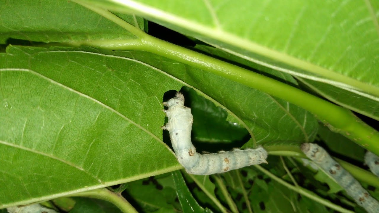 Reshim sheti mahiti ( aali molt uthalyanatar kashi disate) - YouTube