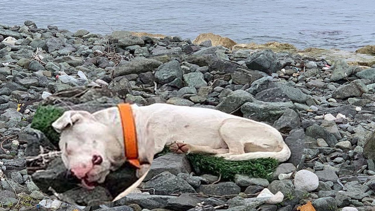 After drifting at sea for many days, he finally washed ashore with a ...