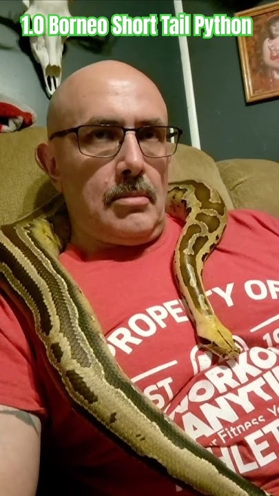 1.0 Borneo Short Tail Python - YouTube