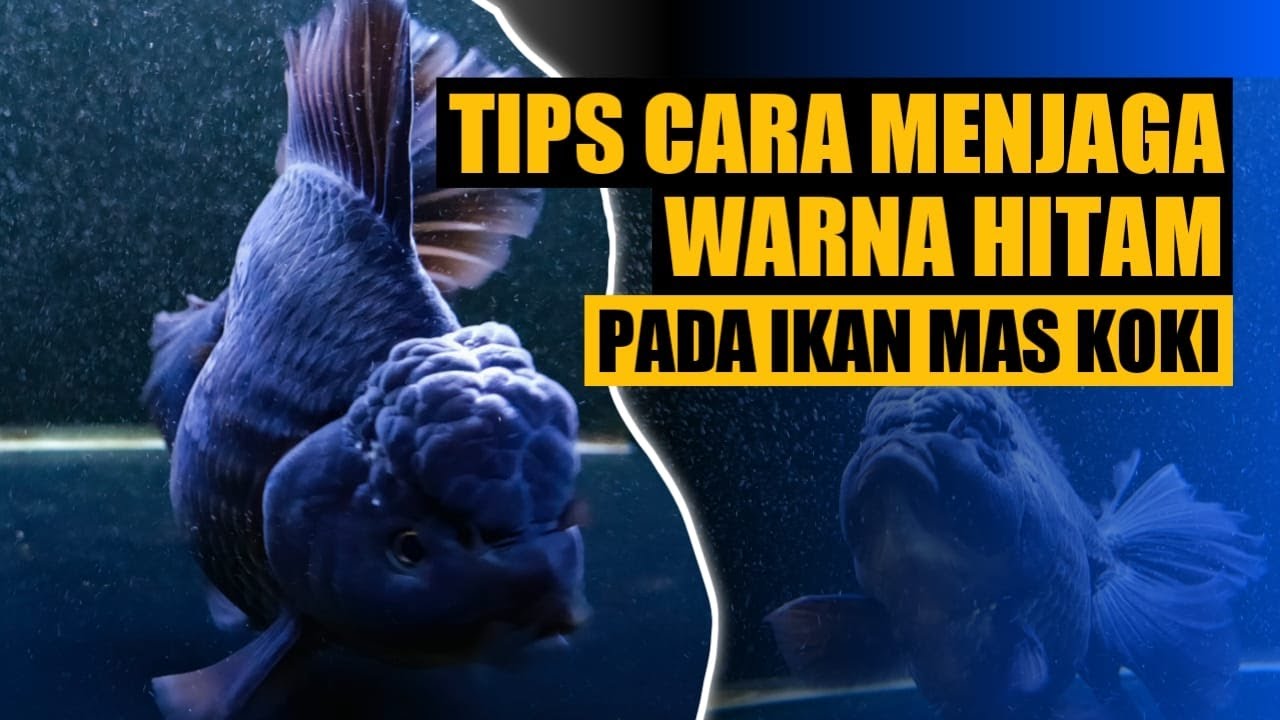 Tips Menjaga Warna Hitam Ikan Mas Koki (Cara Merawat Warna Hitam) - YouTube