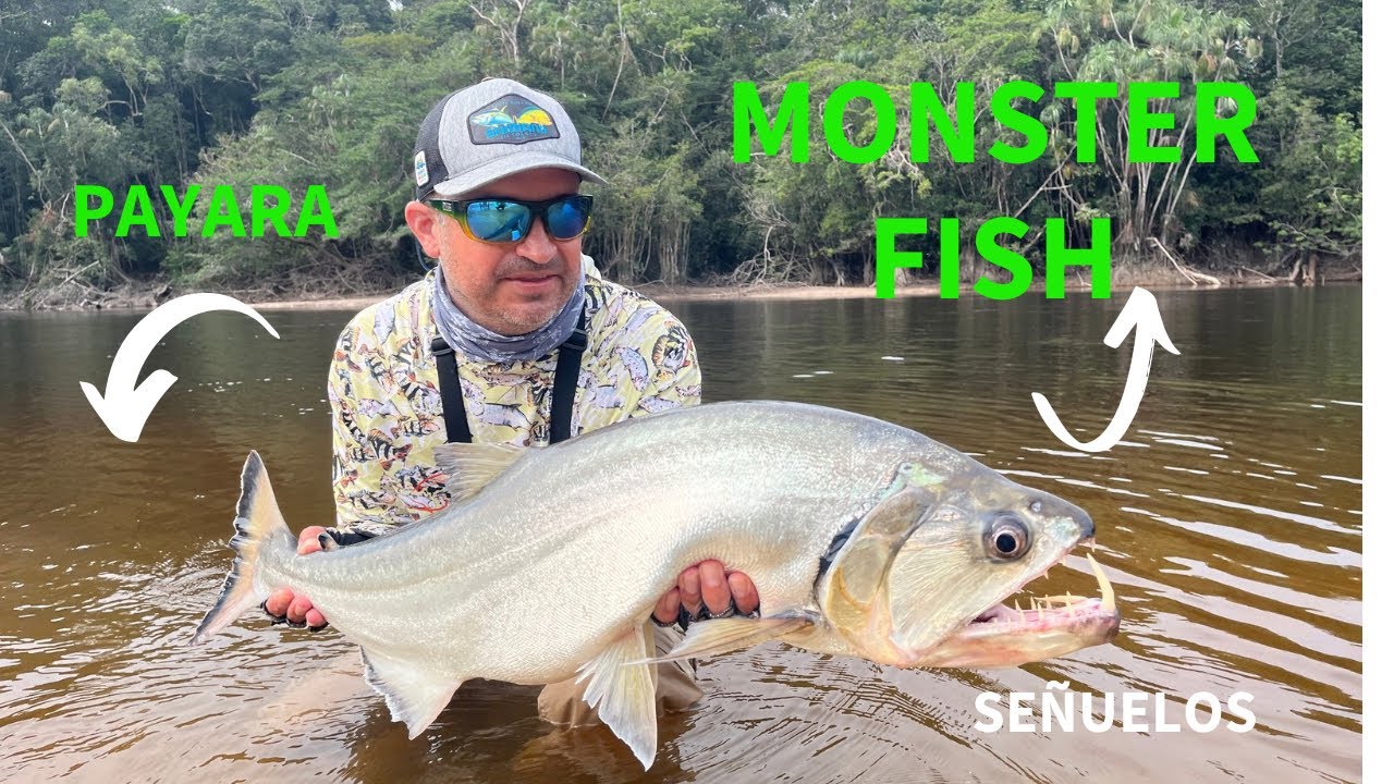 Enormes payaras y grandes batallas 💪#payara #vampirefish - YouTube