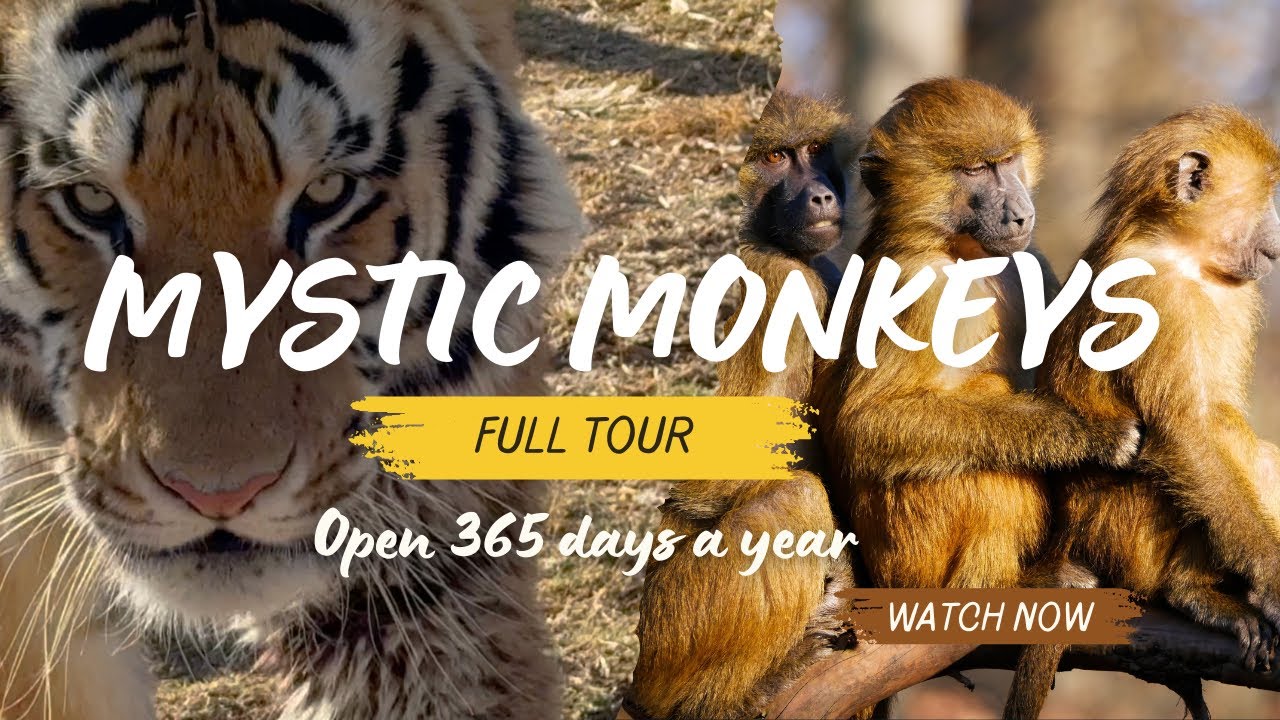 Mystic Monkeys | Full Tour | South Africa - YouTube
