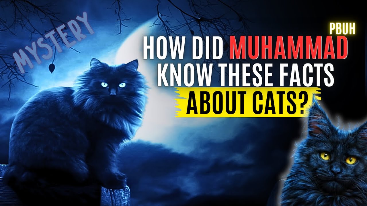 The Great Mystery about Why Cats Were Created / Cats in Islam - YouTube
