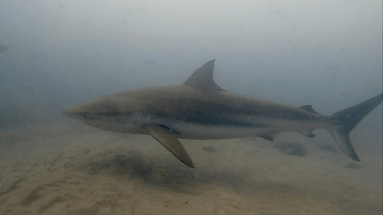 Diving with sharks, in Hadera, Israel.. 20/01/24 - YouTube