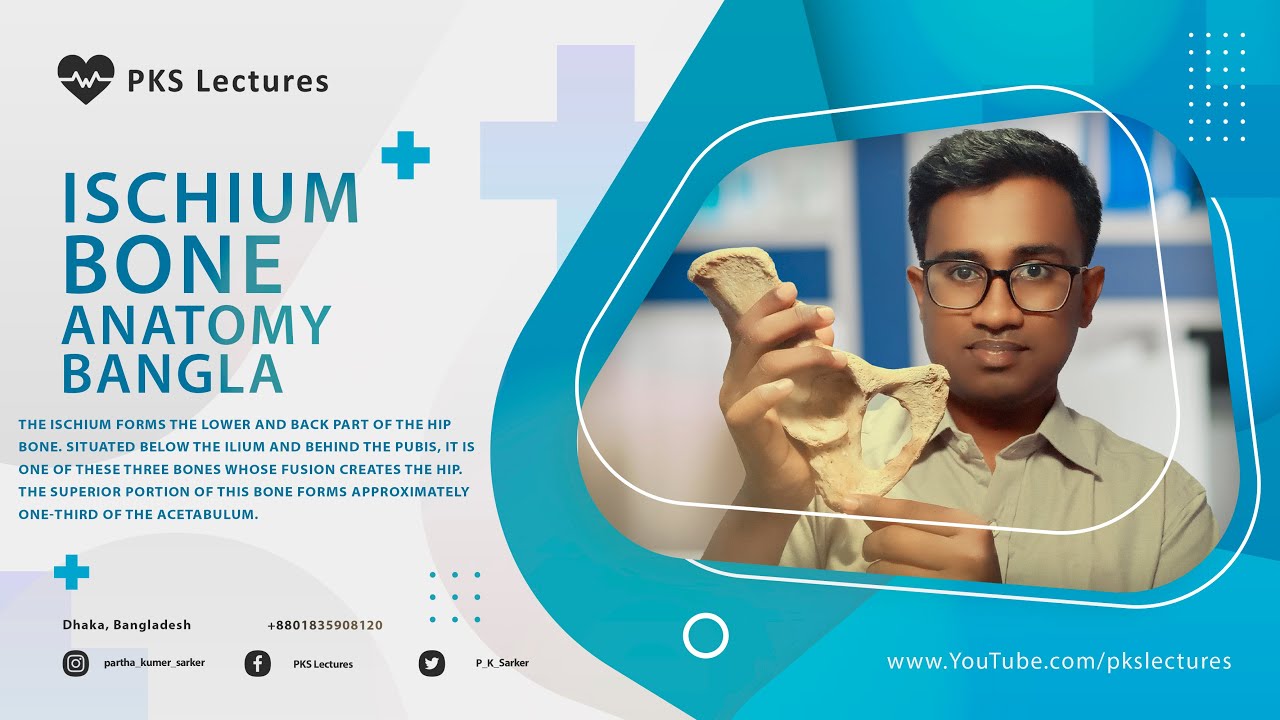 Ischium Bone Anatomy Bangla || Hip Bones || PKS Lectures! - YouTube