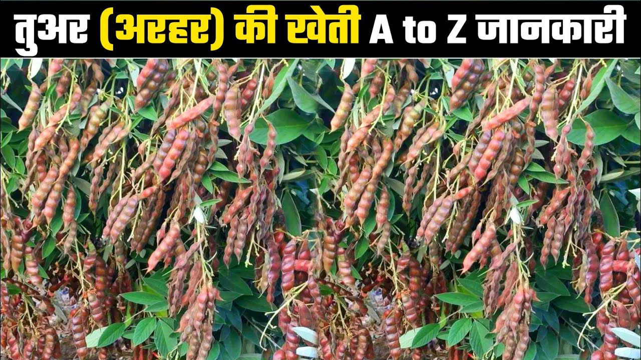 तुअर (अरहर) की खेती | A to Z | संपूर्ण जानकारी | Tavar ki kheti | Arhar ...