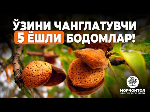 БОДОМНИ ҚАЙСИ СХЕМАДА ЭККАН МАЪҚУЛ ? | ШУҲРАТ АБРОРОВ     #shuhratabrorov #бодомэкиш #бодом