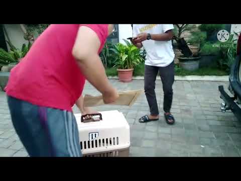 Saat Kedatangan Kucing Kesangan dari Rusia
