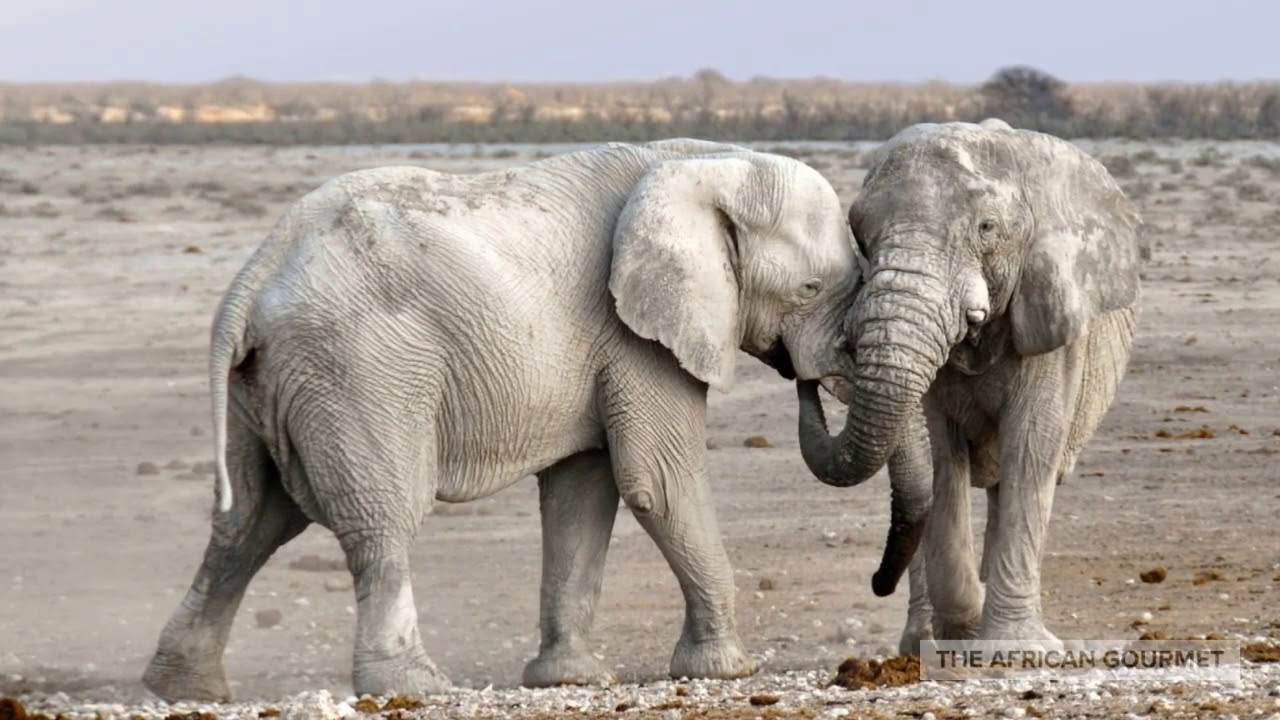 African Elephant Folklore Love Story - YouTube