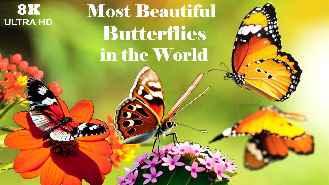 Most Beautiful BUTTERFLIES in the WORLD in 8K Ultra HD| The Best ...
