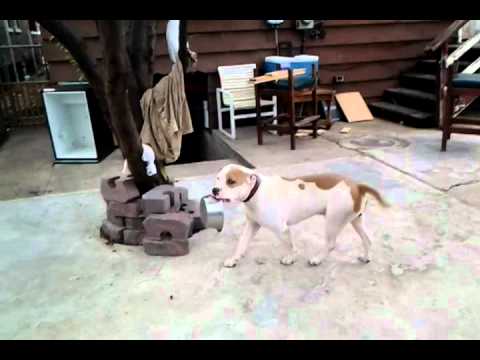 My cute dog nene - YouTube