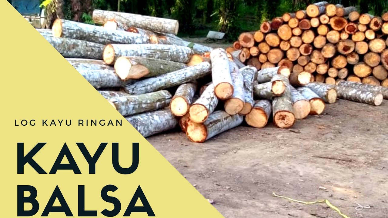 Penanaman Bibit Kayu Balsa Sampai Penjualan kayu Balsa - YouTube