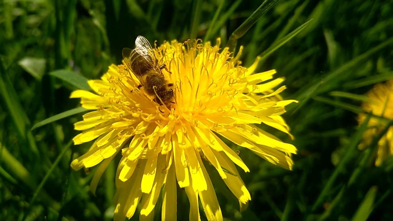 Imkerei Michael Ullmann - YouTube