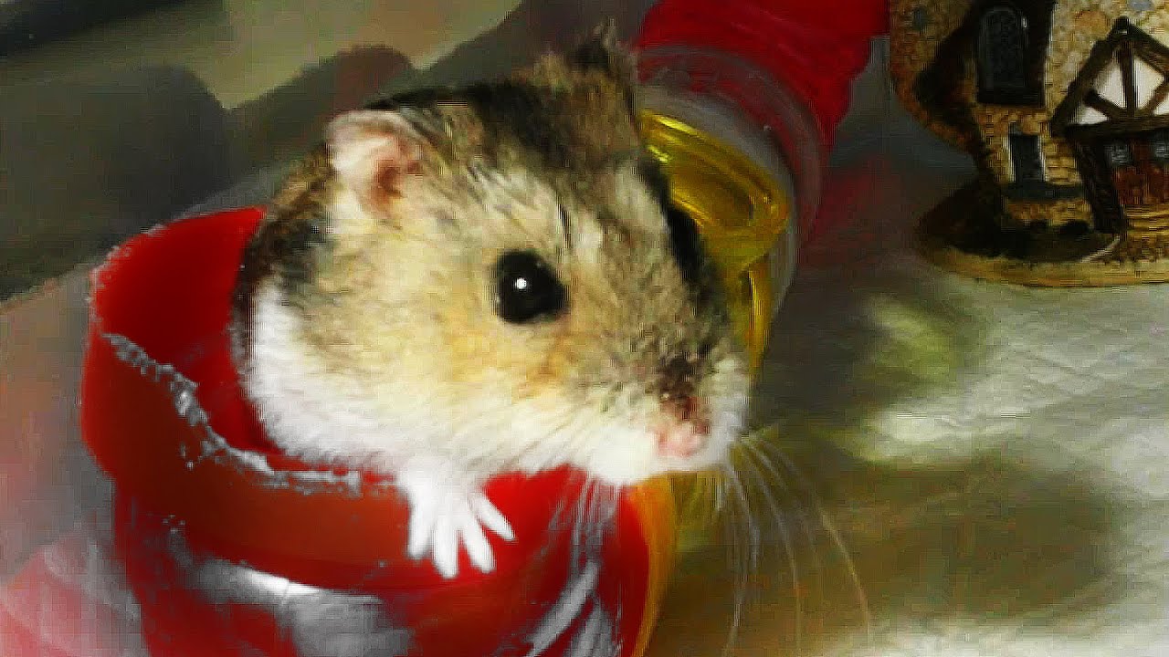Djungarian hamster/新居のはな - YouTube