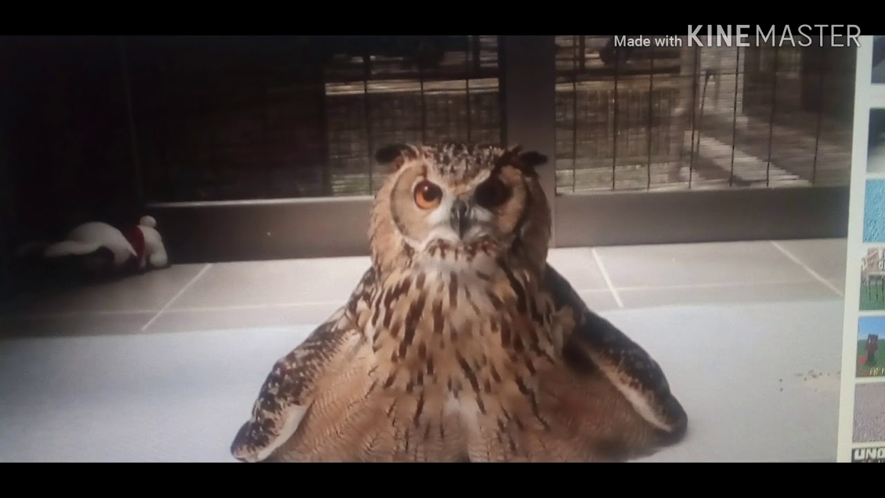 rare Harry Potter photo of his new derp owl - YouTube