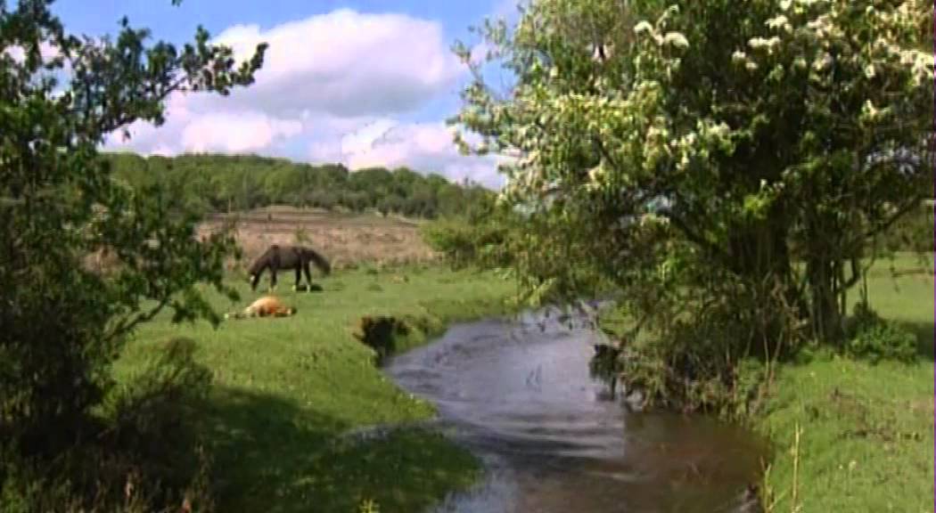 Ground Nesting Birds of the New Forest - YouTube