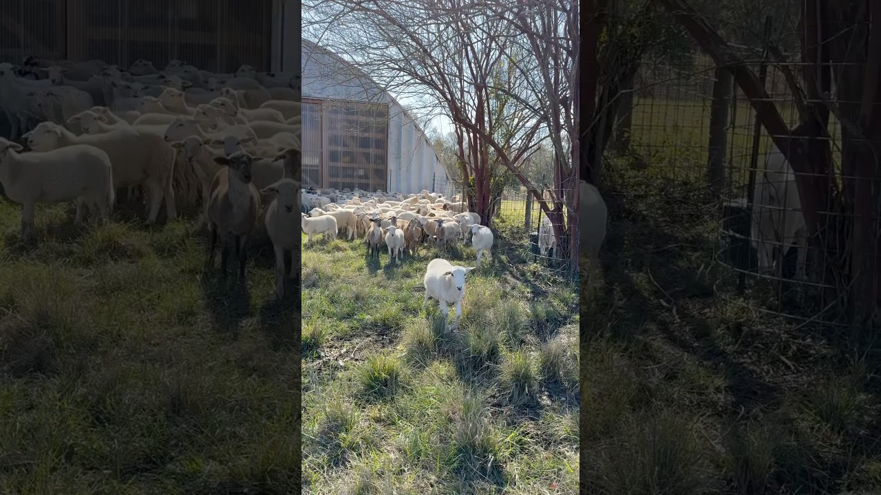 Lambs following me to the barn #sheep #lambs #thankful #farmlife - YouTube