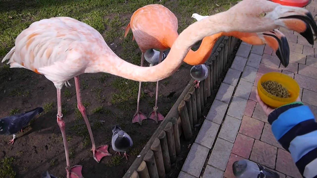 Feeding flamingos in Madrid Zoo - YouTube