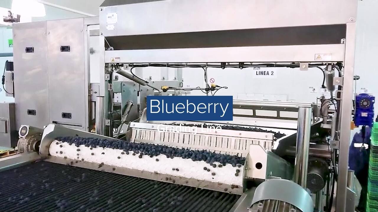 Automated Blueberry Packhouse - YouTube