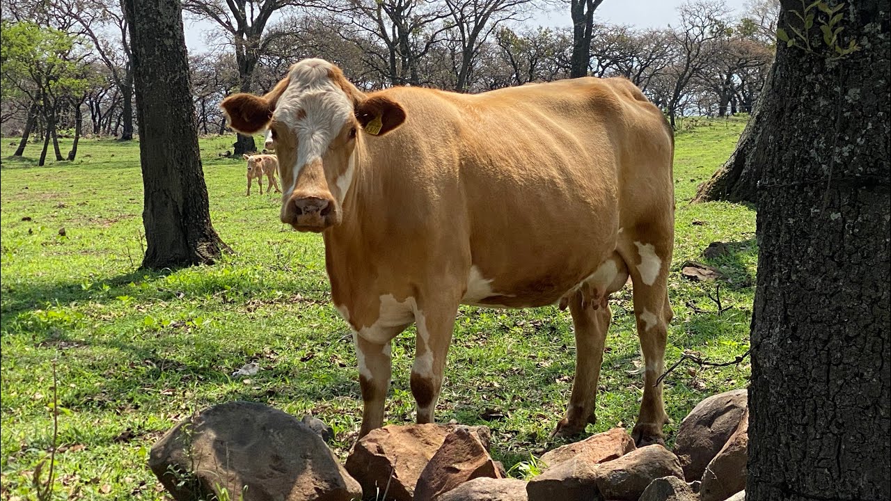 Poniéndole remedio para las moscas a las vacas 🐮 - YouTube