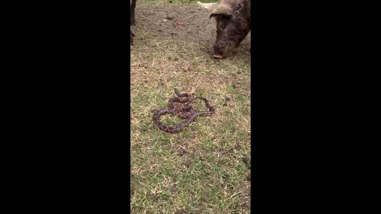 snake fighting with pig - YouTube