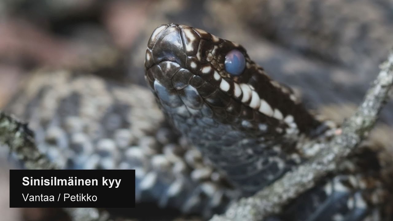 Sinisilmäinen kyy - lähikuvaa kyykäärmeestä - YouTube