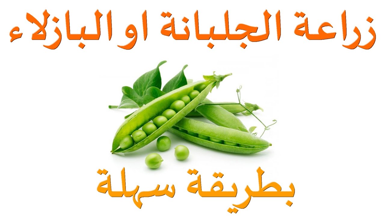 زراعة الجلبانة البازلاء في المنزل خطوة بخطوة Youtube