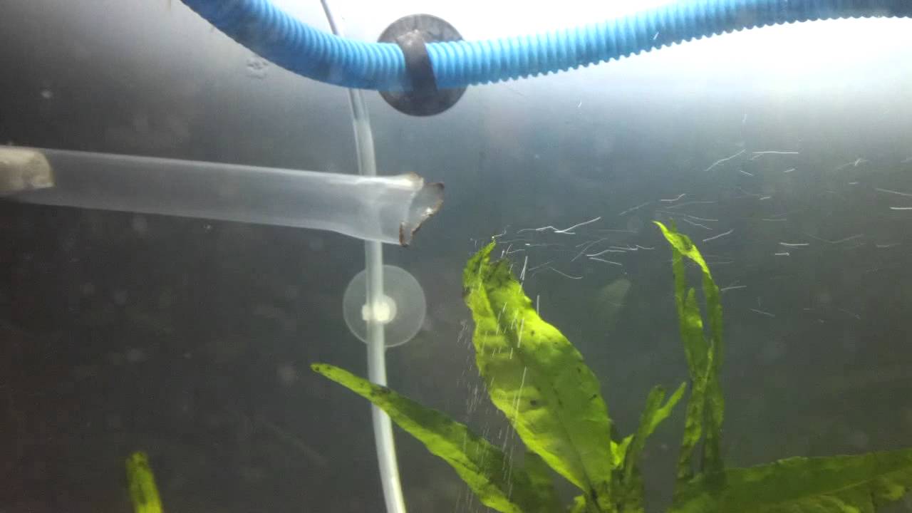 DIY co2 system , solusi budget murah :3 - YouTube