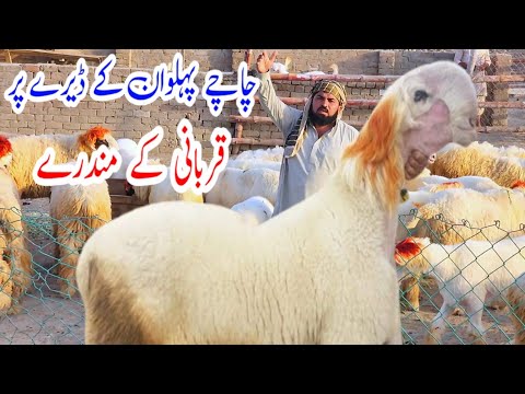 Mundra season Qurbani heavyweight Badi Lat Malik Imran Goat farm ...