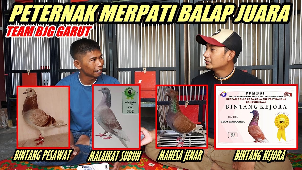 PETERNAK MERPATI BALAP JUARA ( BINTANG PESAWAT, MALAIKAT SUBUH, MAHESA ...